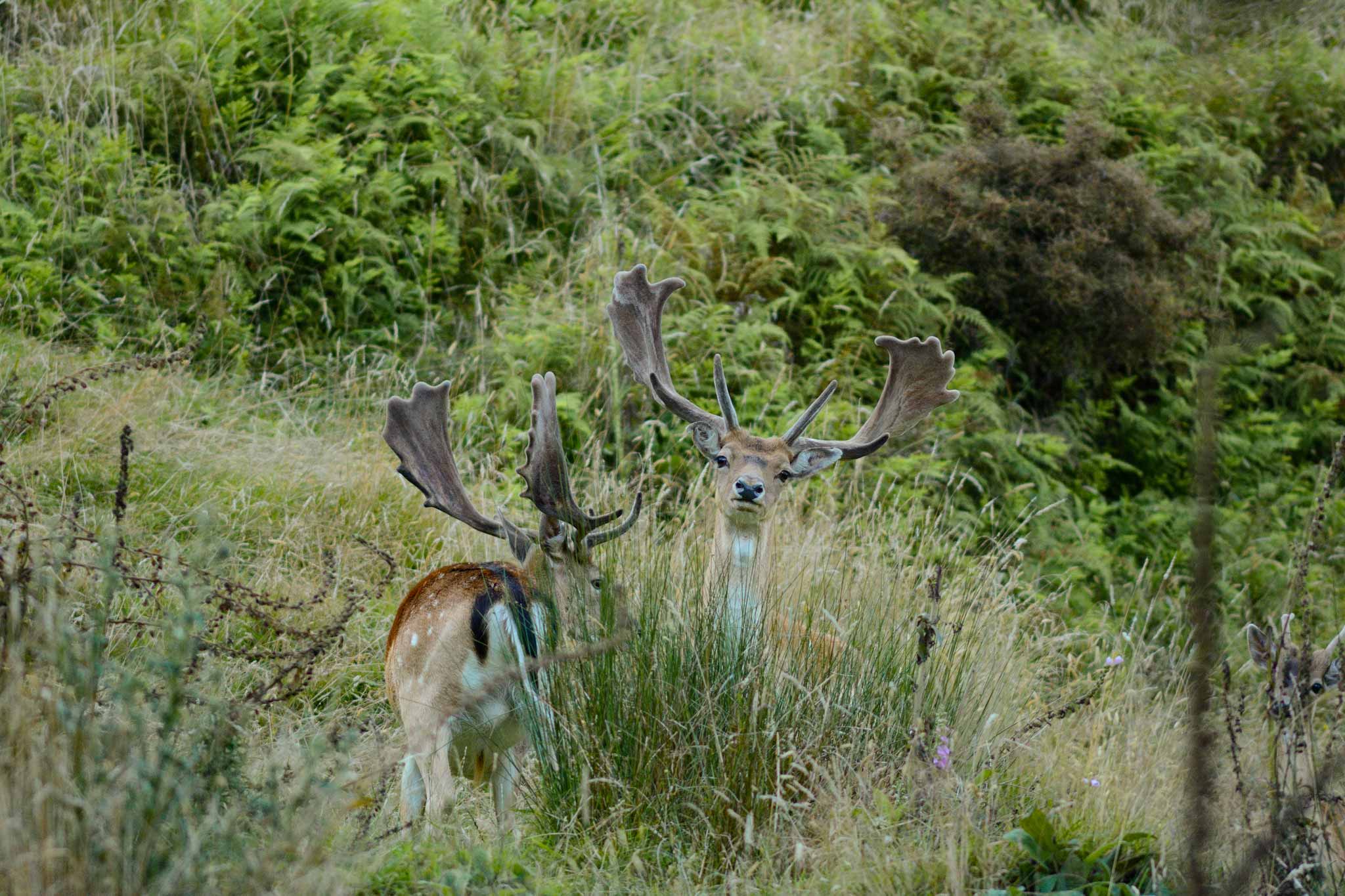 About the Fairmead Deer Hunting Experience | New Zealand